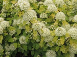 11 Colorful Ninebarks for Your Garden in 2024