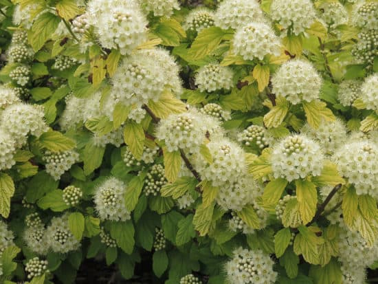 11 Colorful Ninebarks for Your Garden in 2024