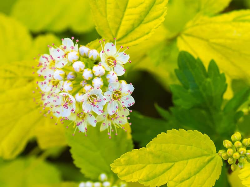 11 Colorful Ninebarks for Your Garden in 2024