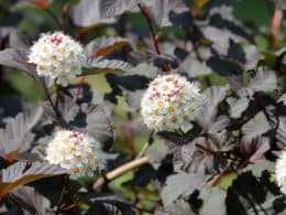 11 Colorful Ninebarks for Your Garden in 2024