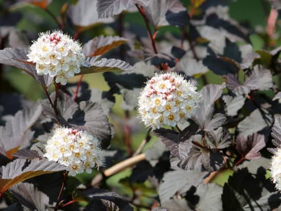 11 Colorful Ninebarks for Your Garden in 2024