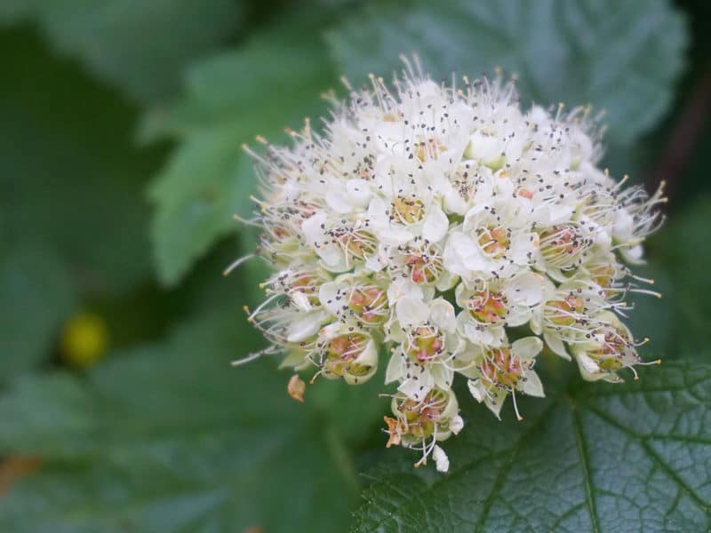 11 Colorful Ninebarks for Your Garden in 2024