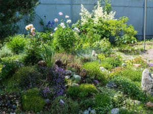 How To Grow Goatsbeard in Your Garden?