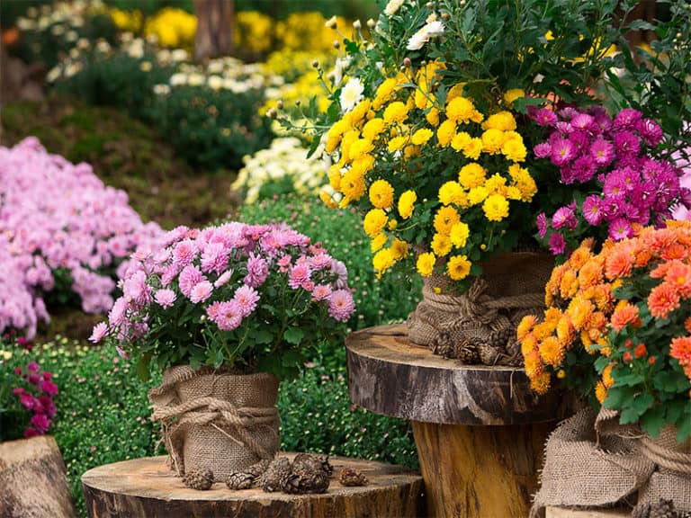 How To Grow Belgian Mums? The Ultimate Guide 2024