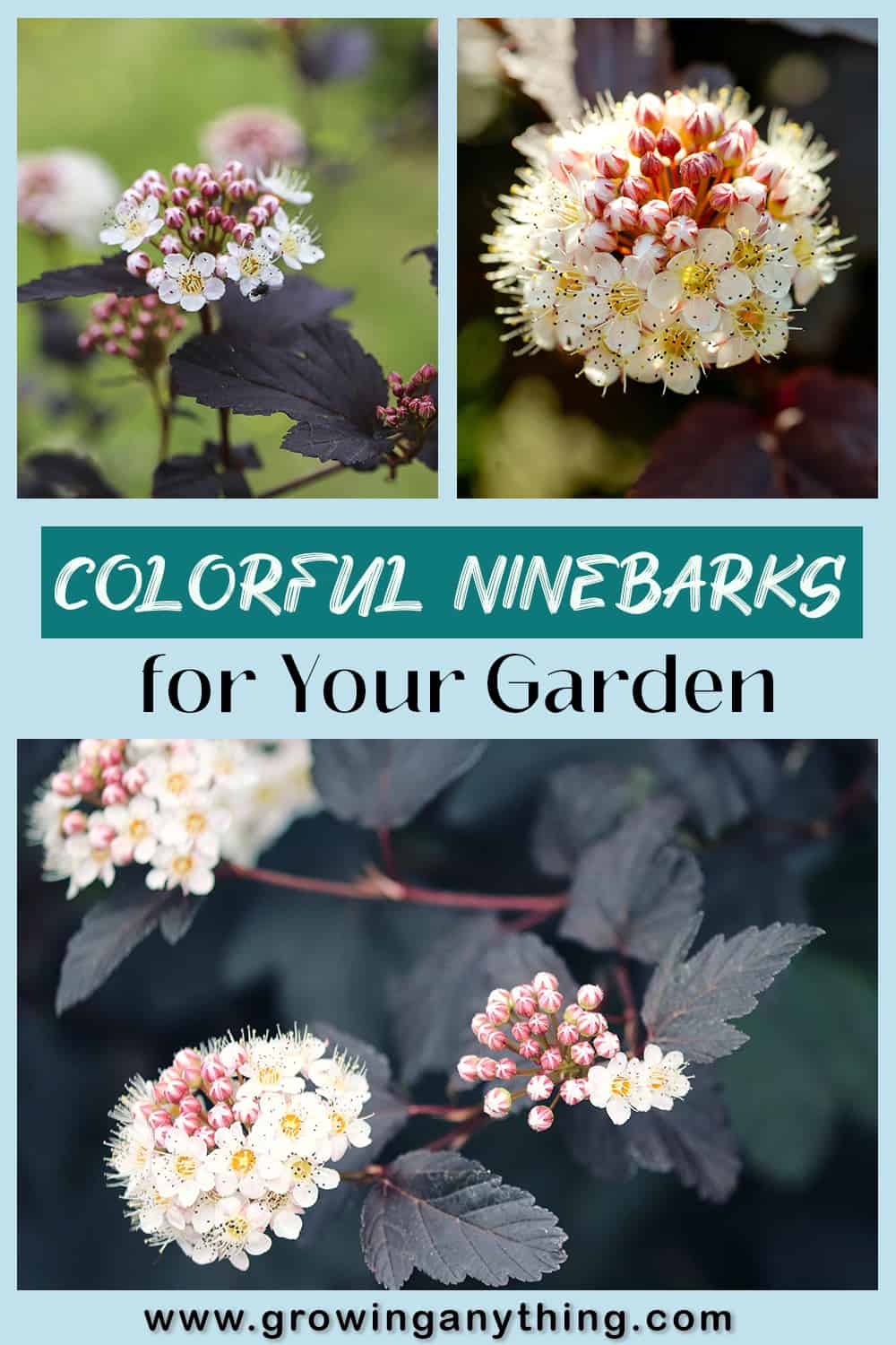 11 Colorful Ninebarks for Your Garden in 2024