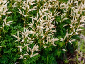 How To Grow Goatsbeard in Your Garden?