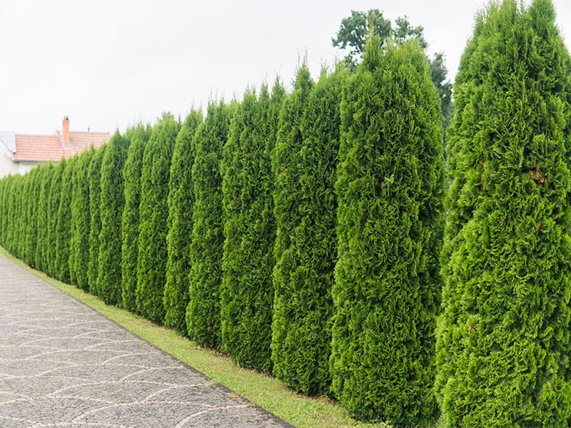 Top 7 Skinny Trees to Grow in Your Garden 2024