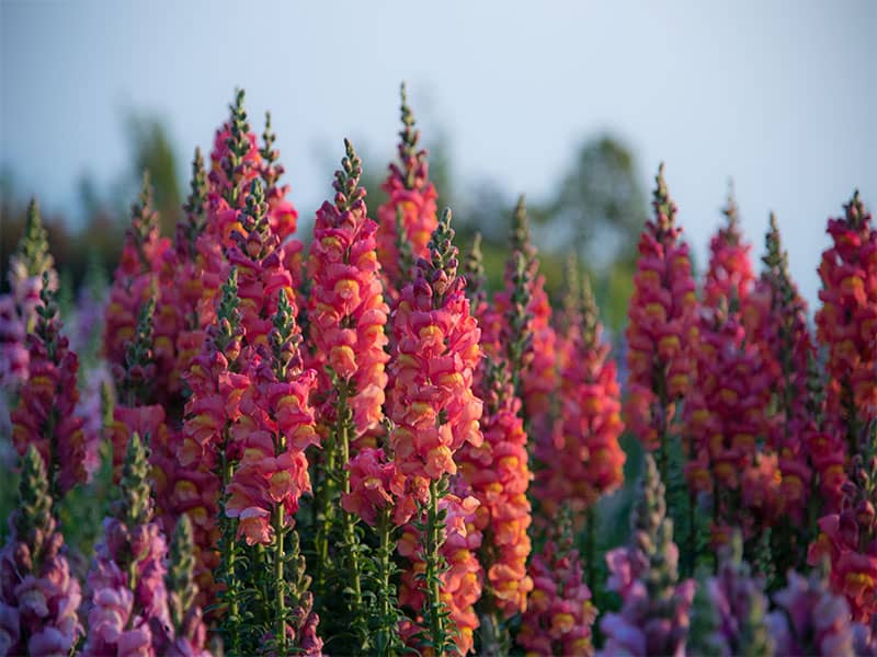 How to Plant Snapdragon Flowers? The Complete Guide 2024