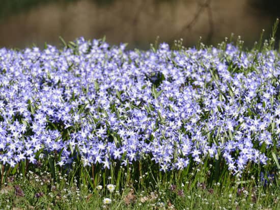 The Glory of the Snow – Easiest, Divine Early-Blooming Flower