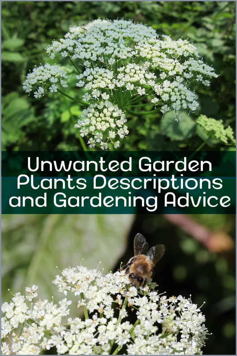 Top 10 Unwanted Garden Plants - Gardening Advice