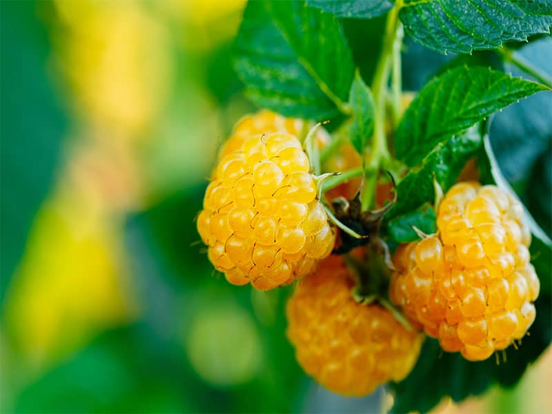 Grow, and Harvest Raspberries?,How to Plant, Grow, and Harvest ...