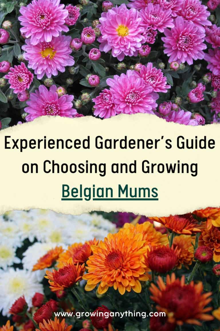 How To Grow Belgian Mums? The Ultimate Guide 2024