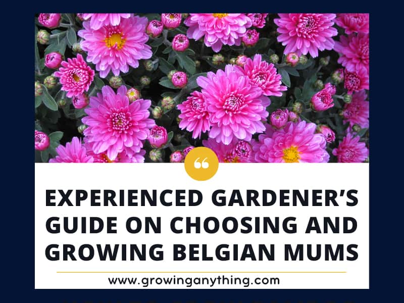How To Grow Belgian Mums? The Ultimate Guide 2024