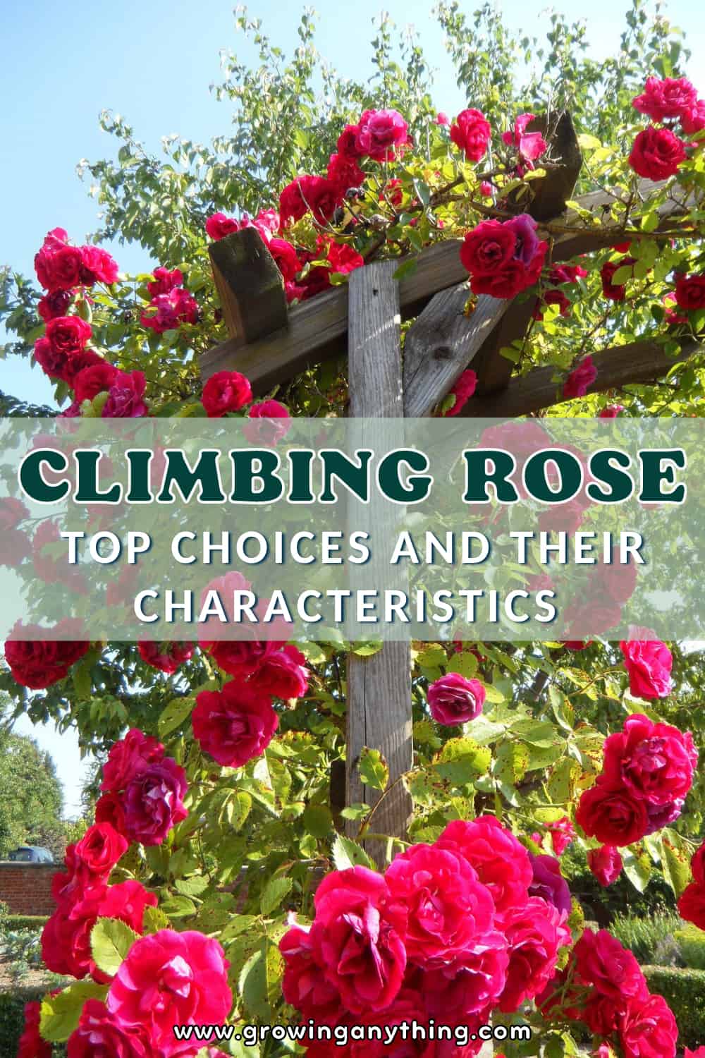 Climbing Rose: Top 10 Choices and Their Characteristics 2024