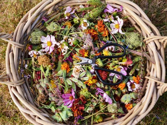 Deadheading Flowers - Comprehensive Guide For The Best Blooms