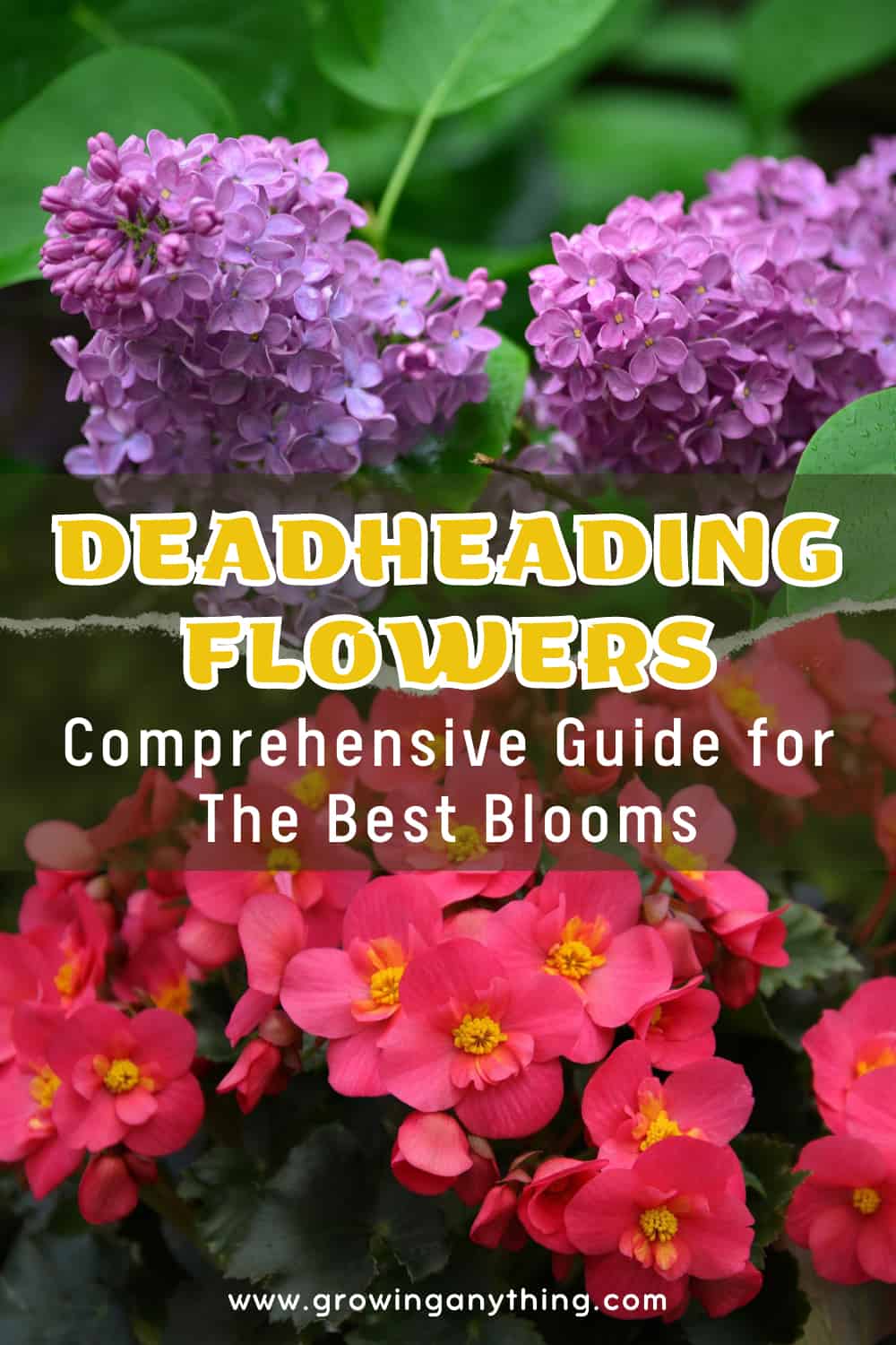 Deadheading Flowers - Comprehensive Guide For The Best Blooms