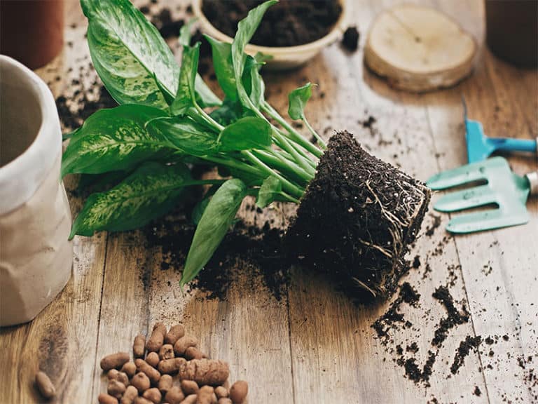 How to Repot a Houseplant Guide for Beginners