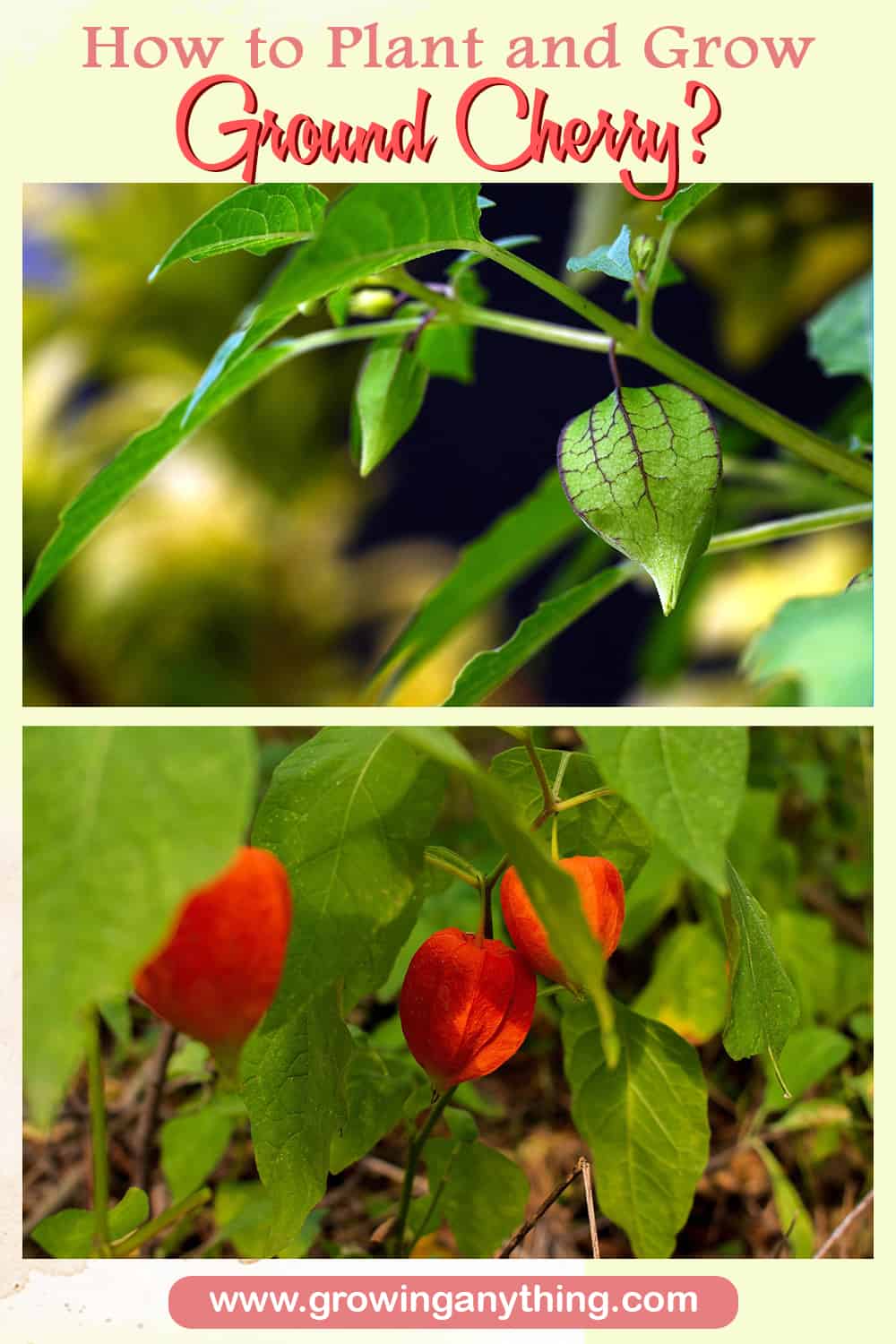 How to Plant and Grow Ground Cherry?