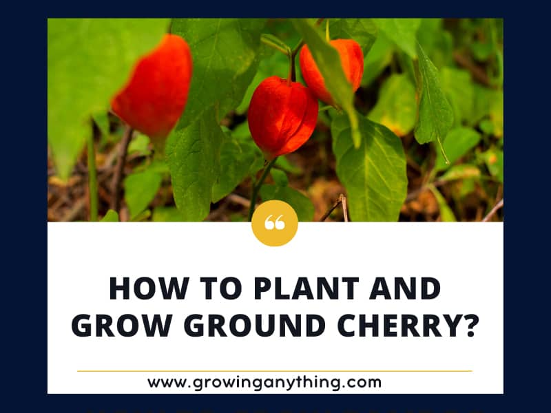 How to Plant and Grow Ground Cherry?