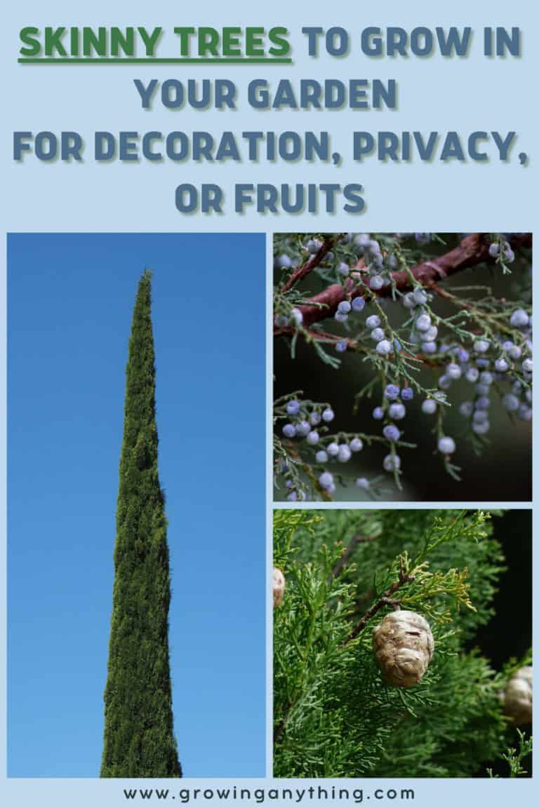 Top 7 Skinny Trees to Grow in Your Garden 2024