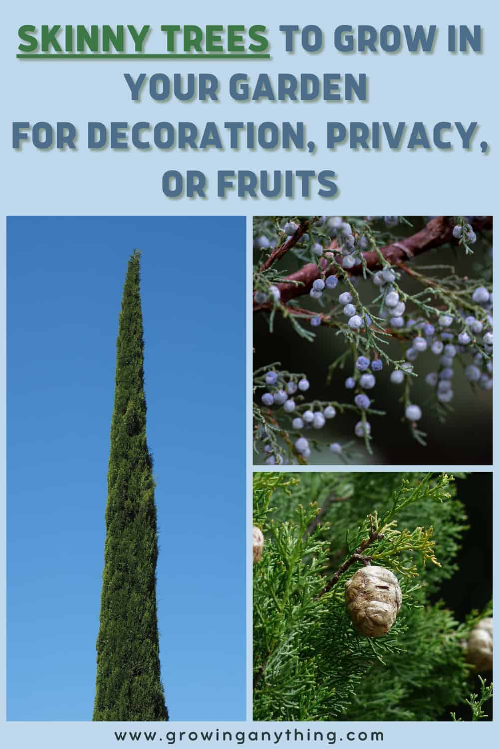 Top 7 Skinny Trees to Grow in Your Garden 2024