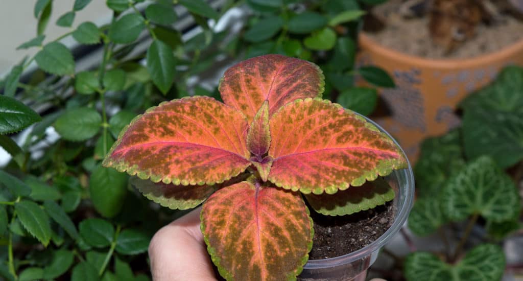 Growing Coleus Indoors: Is Coleus a Good Indoor Plant 2024