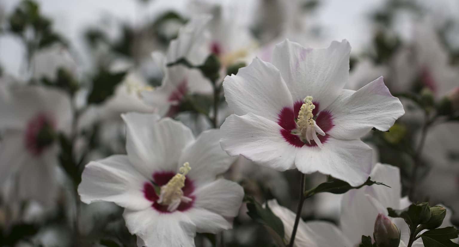 How to Grow Rose of Sharon: The Only Guide You Will Ever Need 2024
