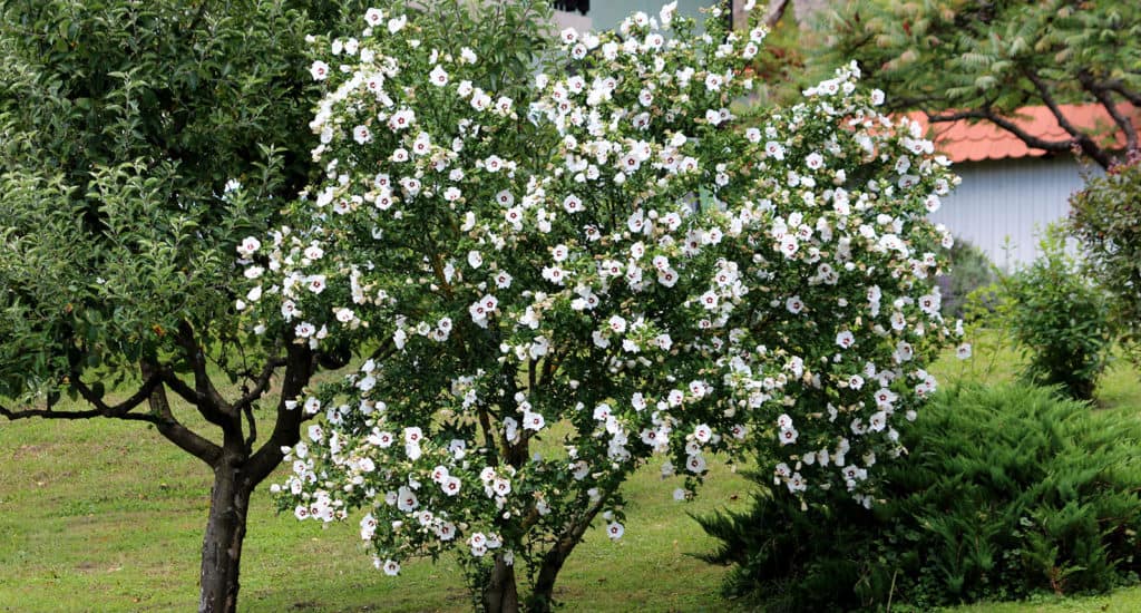 How to Grow Rose of Sharon: The Only Guide You Will Ever Need 2024