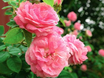 20 Best Flowering Shrubs to Keep Your Garden Blooming in 2024