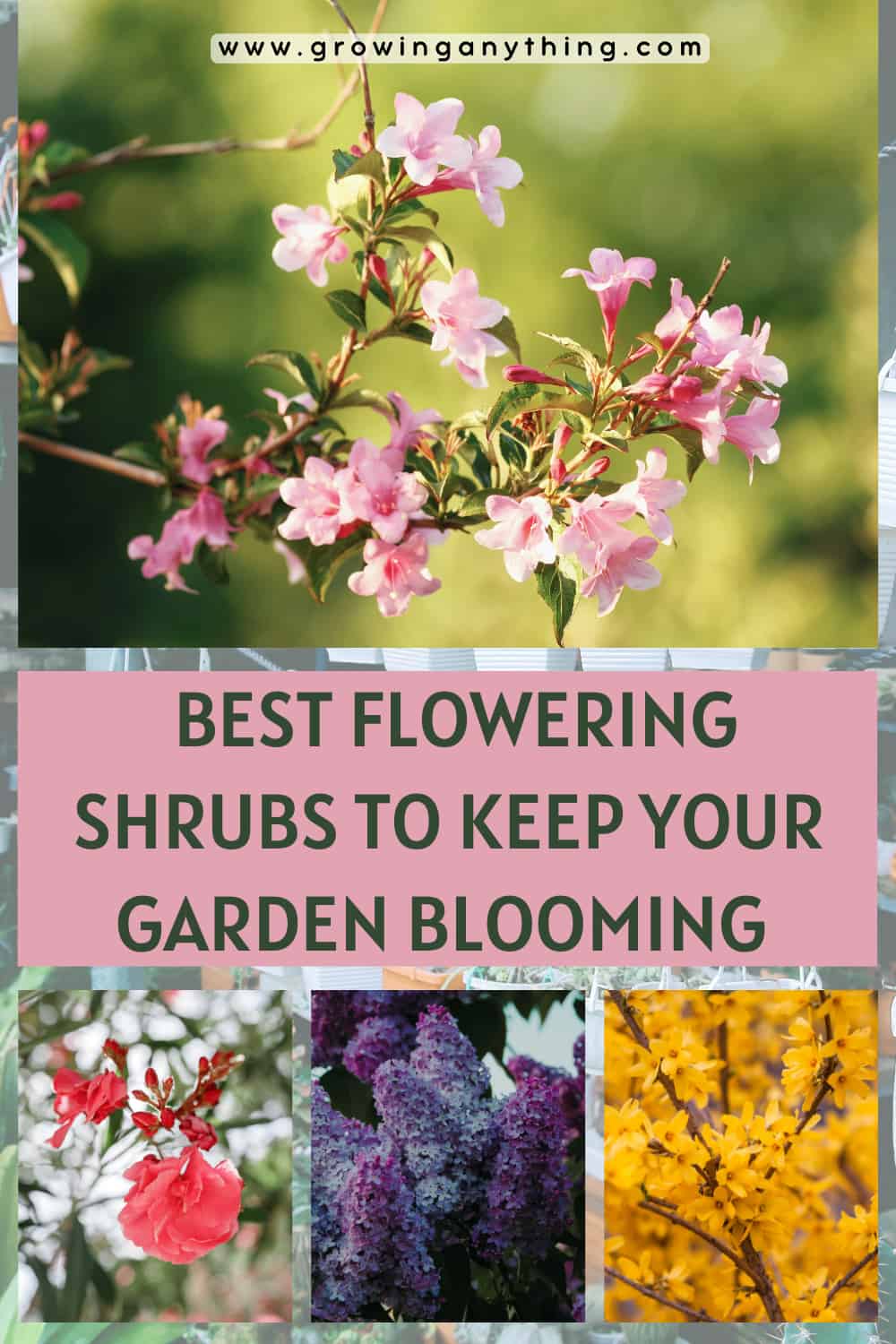 20 Best Flowering Shrubs to Keep Your Garden Blooming in 2024