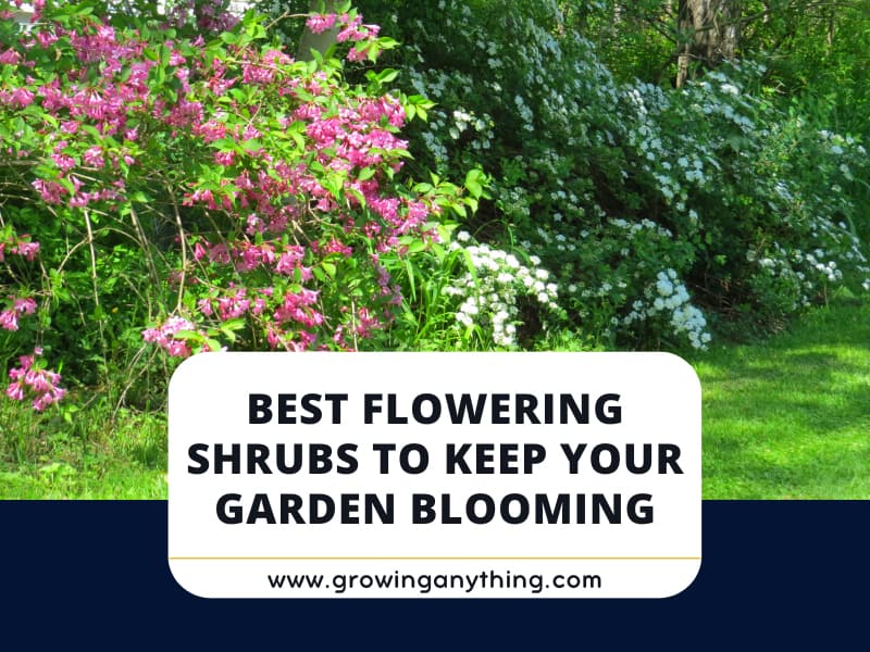20 Best Flowering Shrubs to Keep Your Garden Blooming in 2024