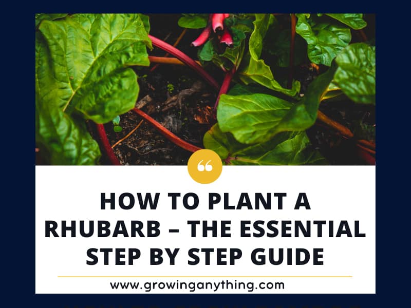 How To Plant A Rhubarb – The Essential Step By Step Guide 2024