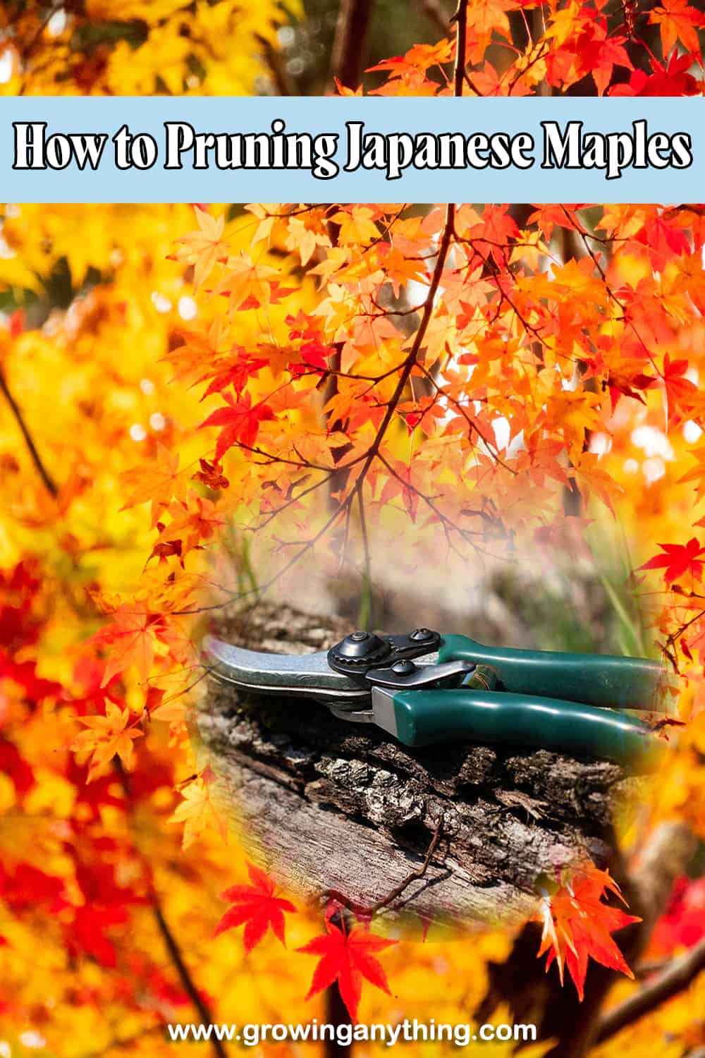 How to Pruning Japanese Maples: The Ultimate Guide 2024