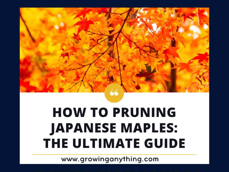 How to Pruning Japanese Maples: The Ultimate Guide 2024
