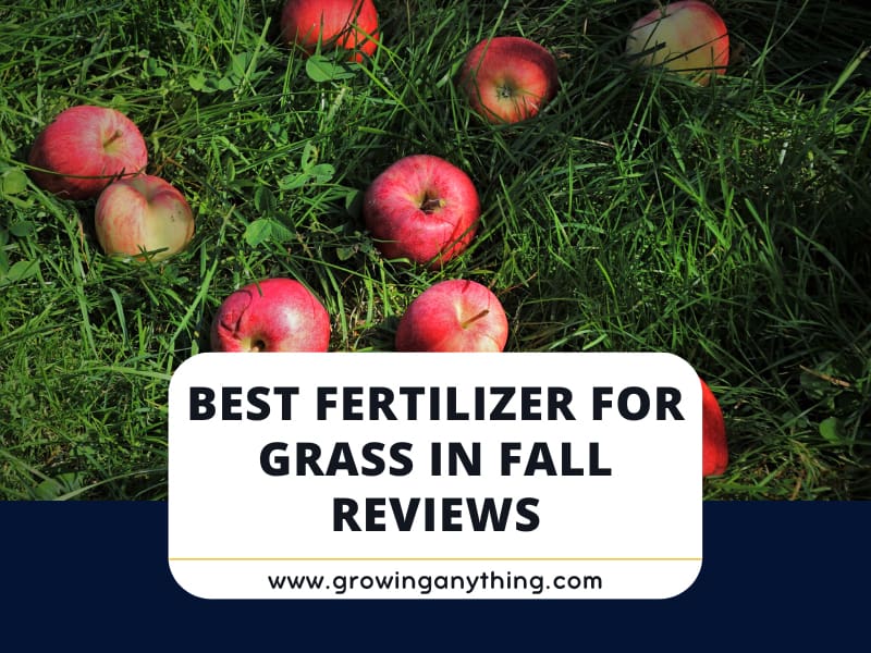 Top 15 Best Fertilizer For Grass In Fall Reviews 2024