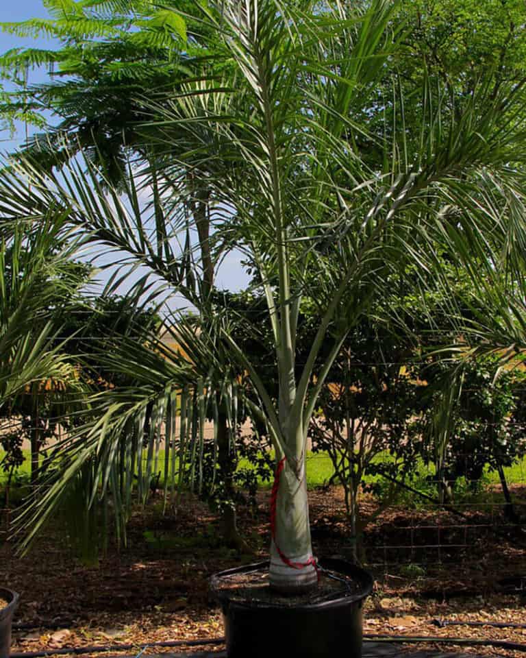 25 Best Palm Trees In Florida For Landscaping, Shade and Decor