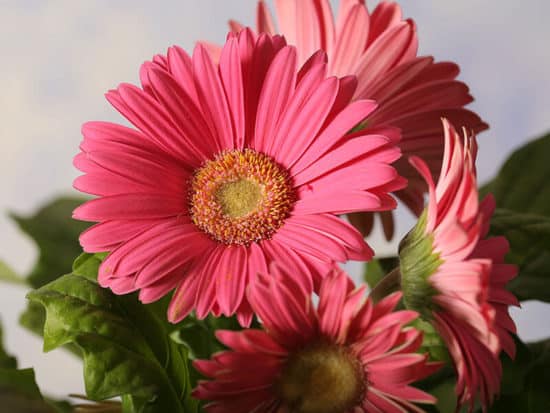 28 Pink Flower Names, Growing Tips and Ideas