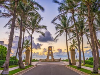 25 Best Palm Trees In Florida For Landscaping, Shade and Decor