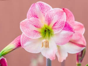 28 Pink Flower Names, Growing Tips and Ideas