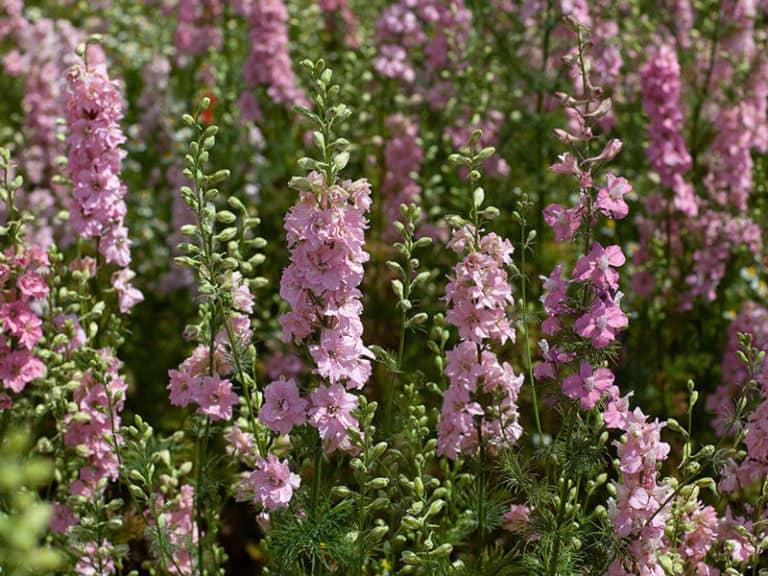 28 Pink Flower Names, Growing Tips and Ideas