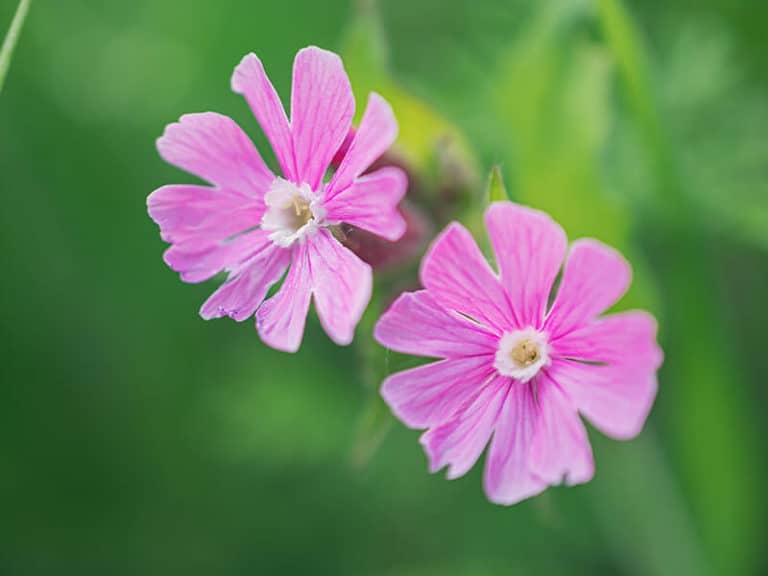 28 Pink Flower Names, Growing Tips and Ideas