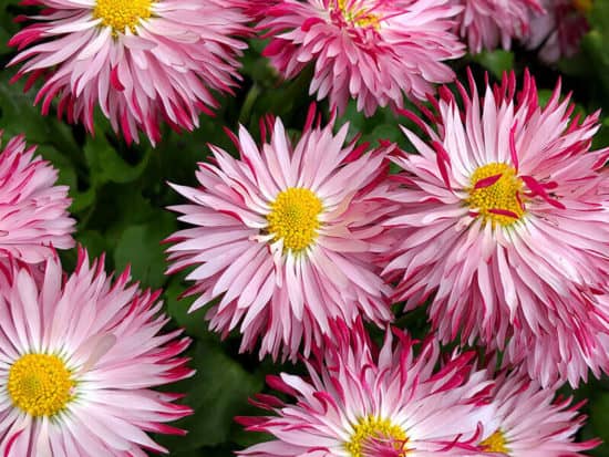 28 Pink Flower Names, Growing Tips and Ideas
