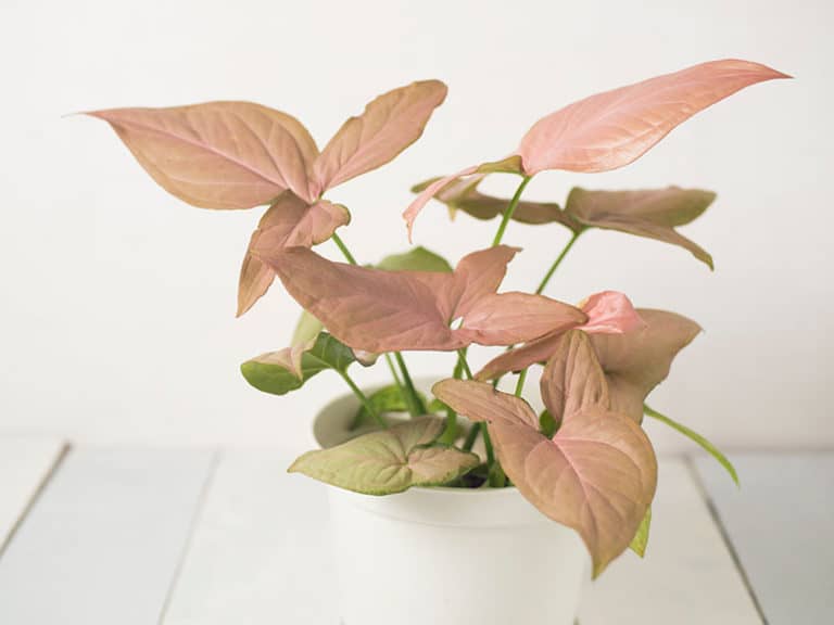 41 Gorgeous Pink Houseplants To Grow In Your Home 2023