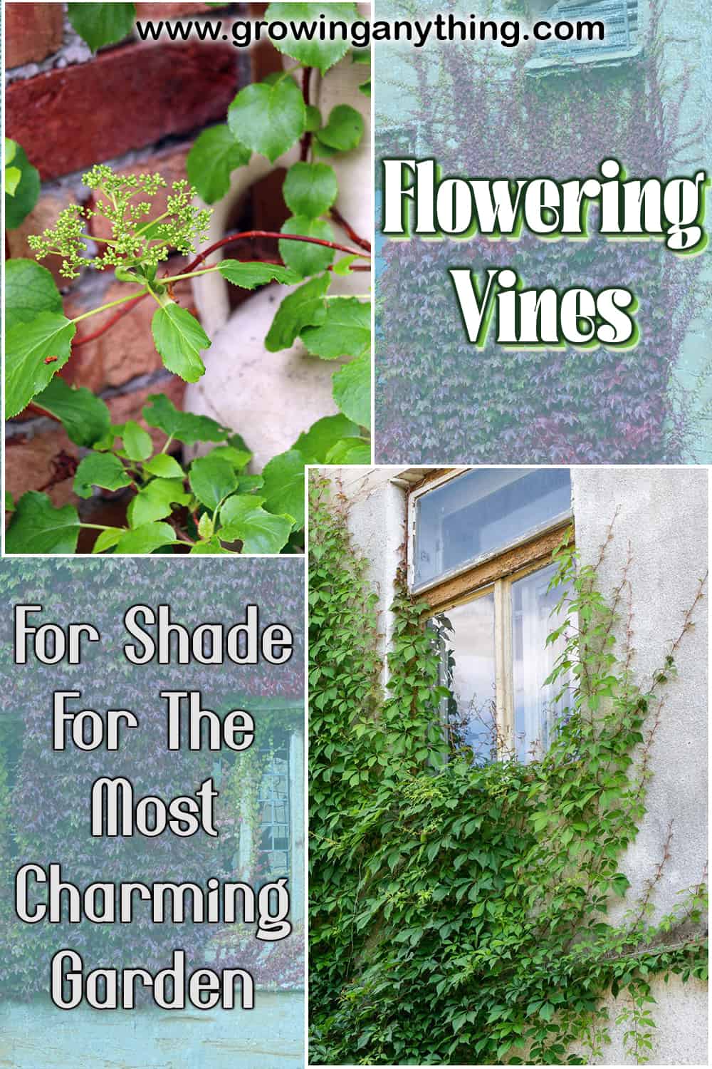 21 Flowering Vines For Shade For The Most Charming Garden