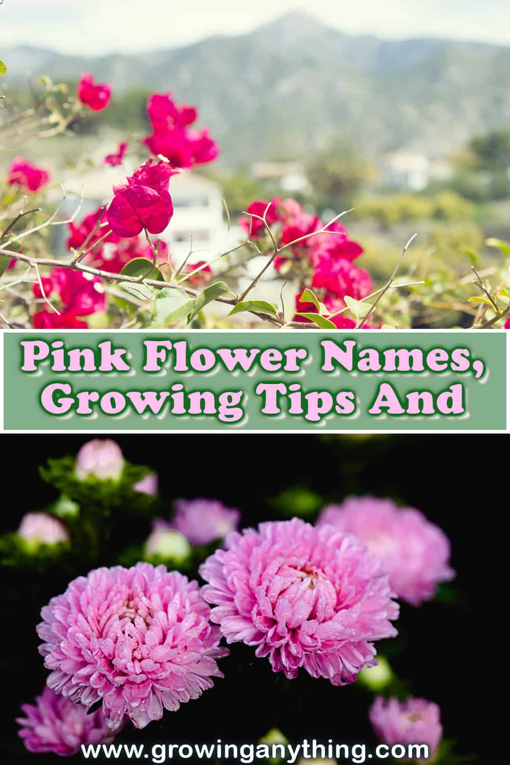 28 Pink Flower Names, Growing Tips and Ideas
