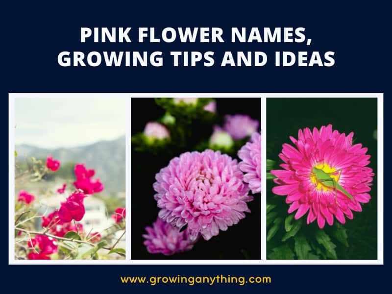 What Are Some Names Of Pink Flowers at Darrell Tackitt blog