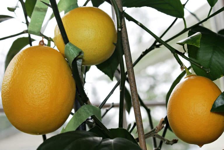 31 Amazing Difference Types of Lemons You Didn't Know They Existed 2024