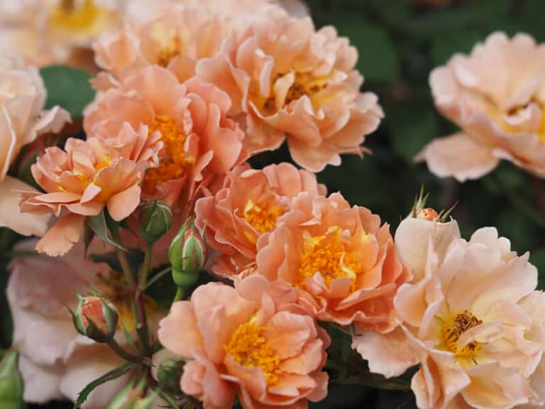 30 Loveliest Brown Flowers Names You May Not Know 2024