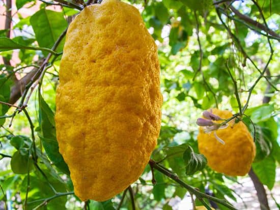 31 Amazing Difference Types of Lemons You Didn't Know They Existed 2024