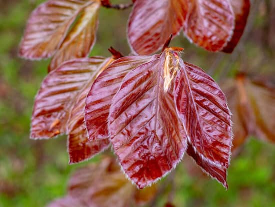 20+ Stunning Trees With Red Leaves For Magic In The Autumn and Year-Round